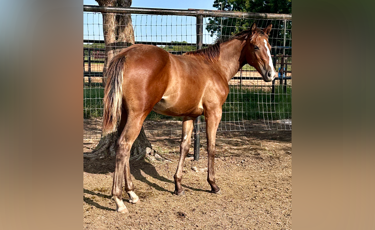 L#4589 Name Pending - 2025 Bay Mare (The Goodbye Lane x French Bugs Can ...
