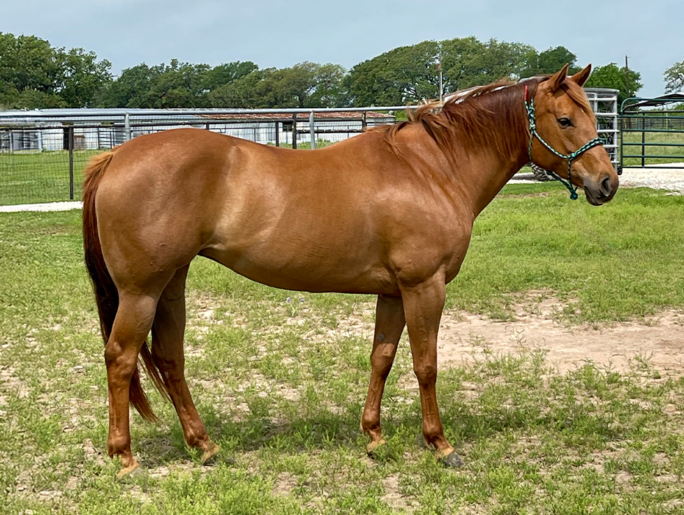 L#6871 Aformost Jesse Si 85 - 2017 Sorrel Broodmare (Jesse James Jr x ...