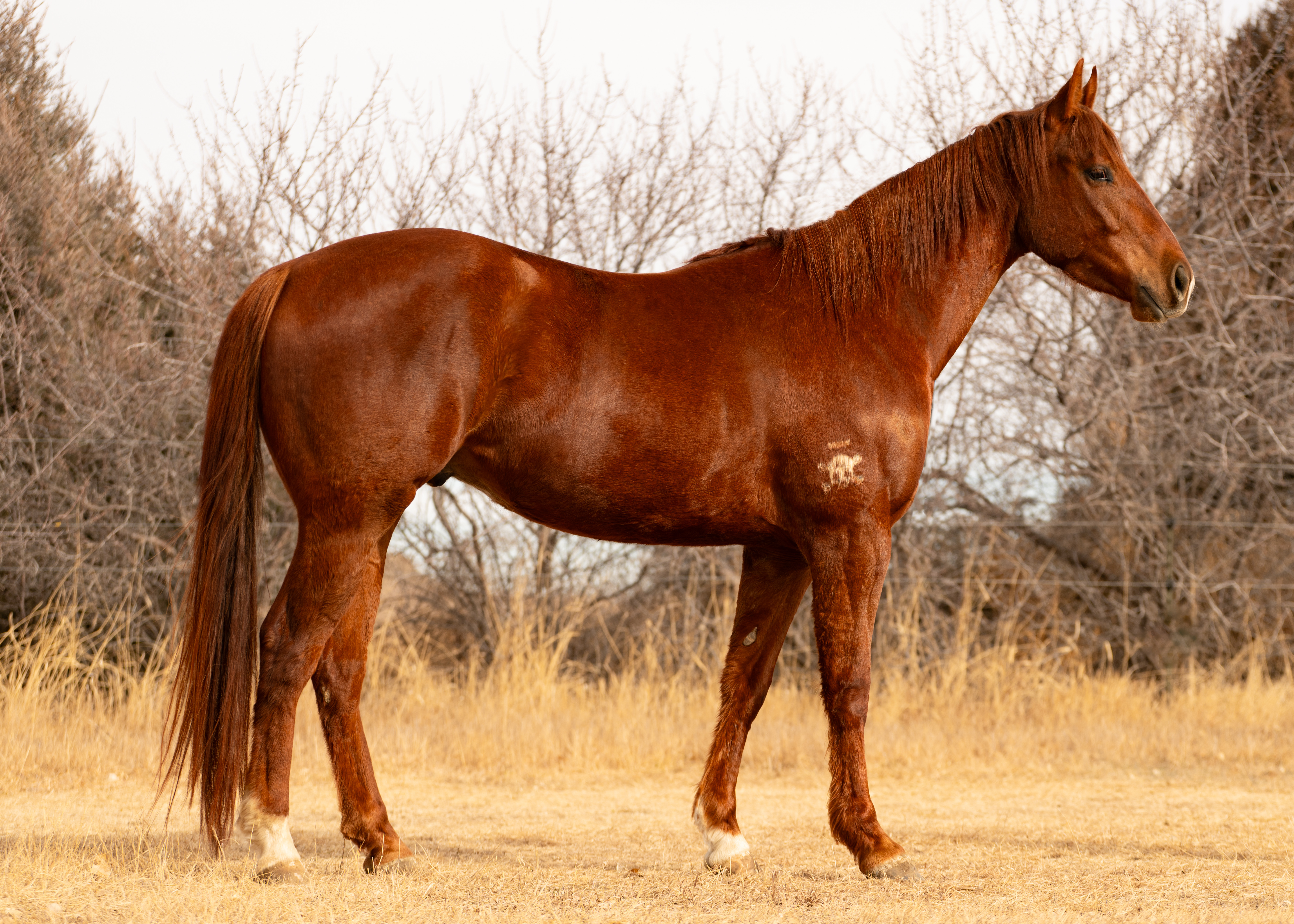 L#6627 Mph Sox On The Rox - 2022 Sorrel Gelding (Bhr Frenchies Socks x ...