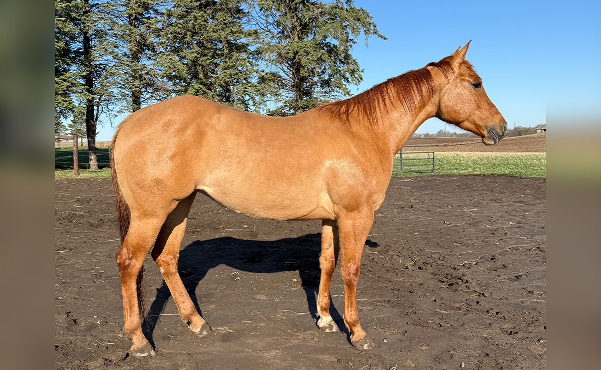 L#3596 Dualindocs Gotta Gun - 2020 Red Dun Broodmare (Dualin Stargun x ...