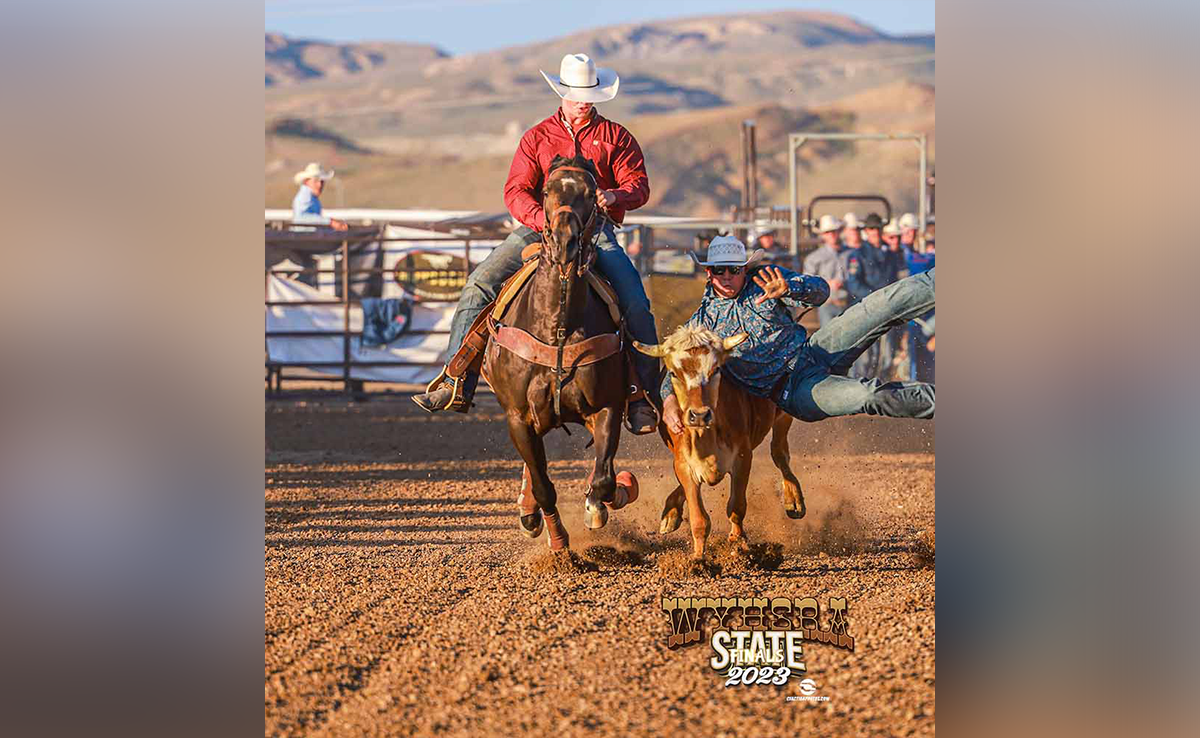 L#2061 Roosters Shiney Lena - 2008 Buckskin Gelding (Gallo Sugar Shine ...