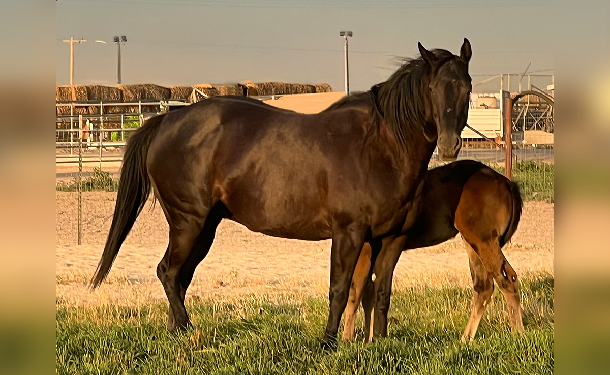 L#5533 Sweet Sierra Moon - 2016 Black Broodmare (First Moonflash x ...