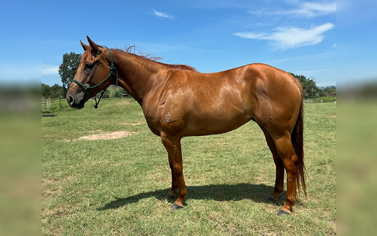 L#1342 Rdc Famous N Lethal - 2019 Sorrel Broodmare (Lethal Strike x Vf Famous Victoria, One ...