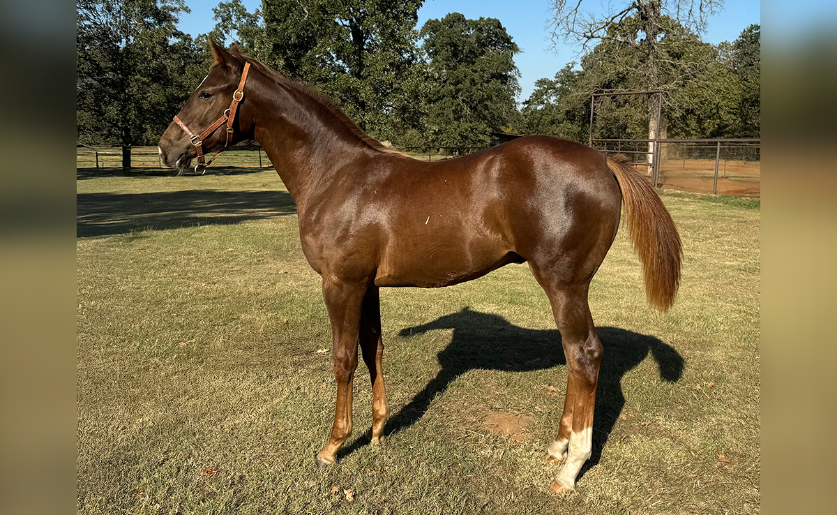 L#2802 Name Pending - 2024 Sorrel Gelding (First Moonflash x Hello Darling, Stoli) | The Premier ...