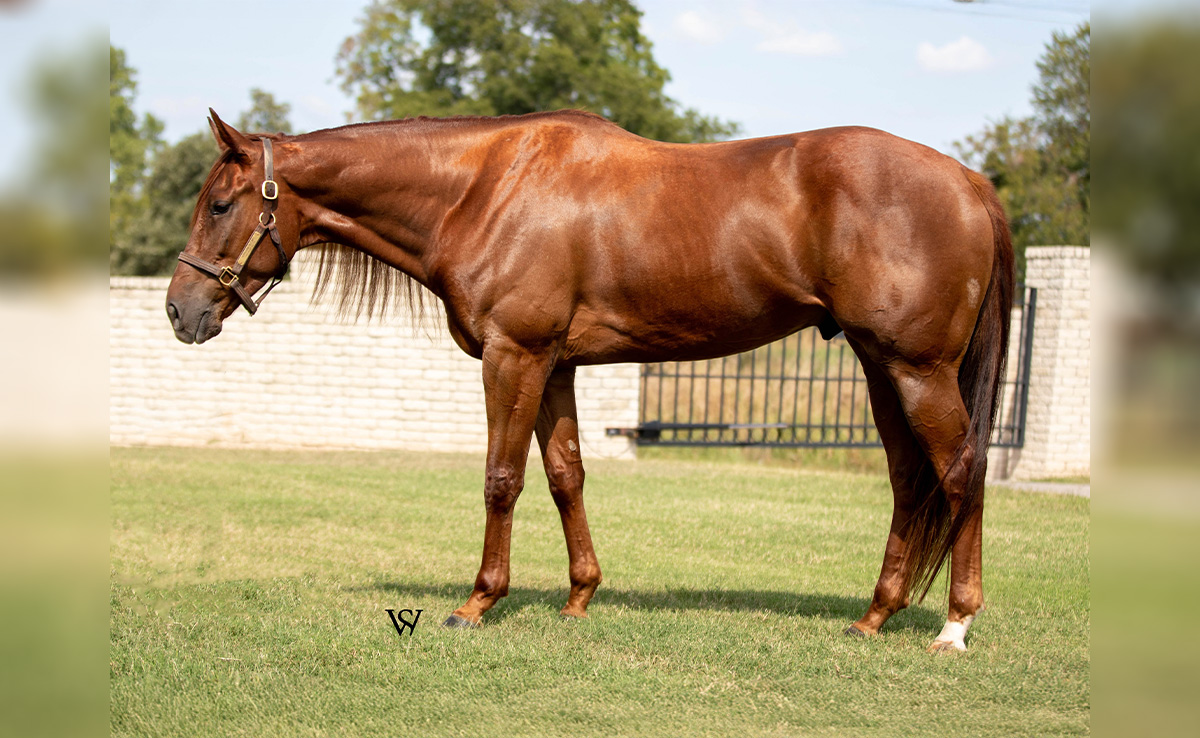 L#4264 We Thank You - 2019 Chestnut Gelding (Pontiff x Ms. Sutherland ...