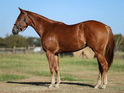 L#5964 My Candy Ta Heaven - 2023 Sorrel Mare (Jl Dash Ta Heaven x My ...