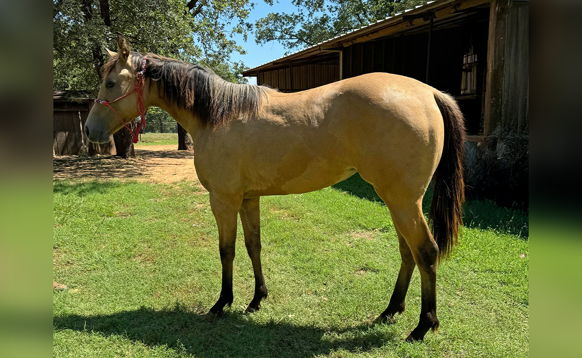 L#1522 River Of Firewater - 2023 Buckskin Mare (Jl Dash Ta Heaven x ...