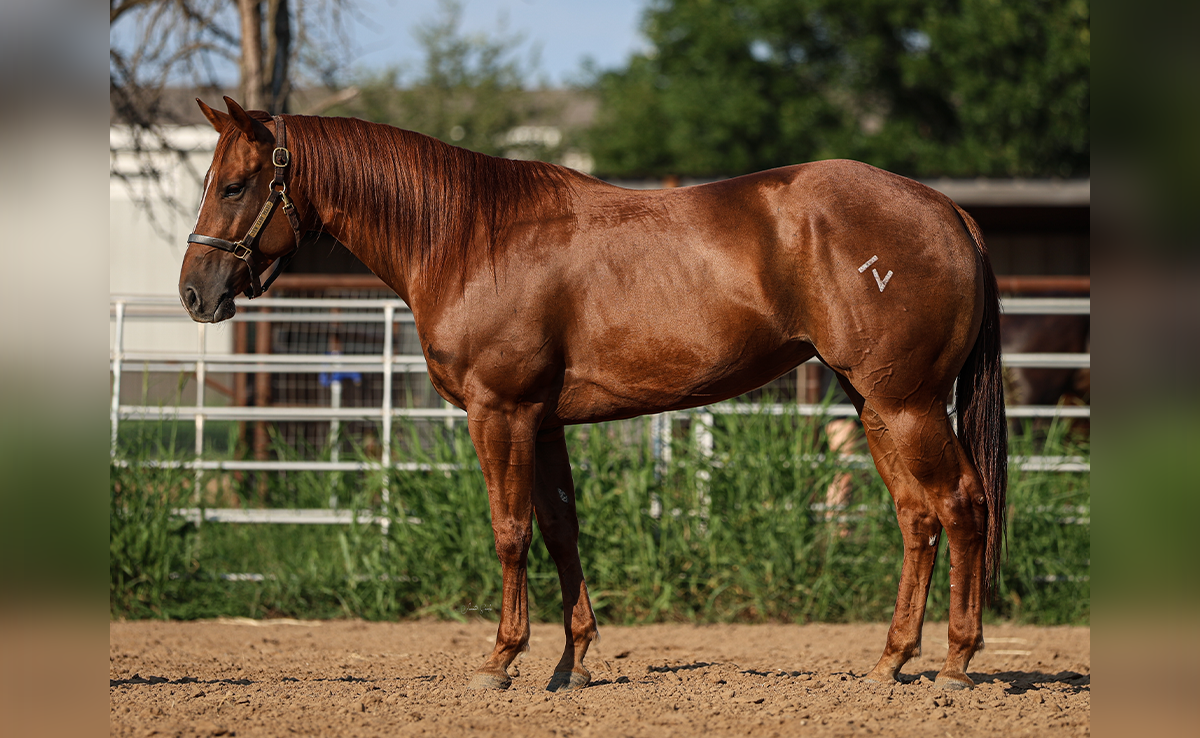 L#5286 Tkw Lady Pearl - 2019 Sorrel Mare (Feel The Sting x Tkw First ...