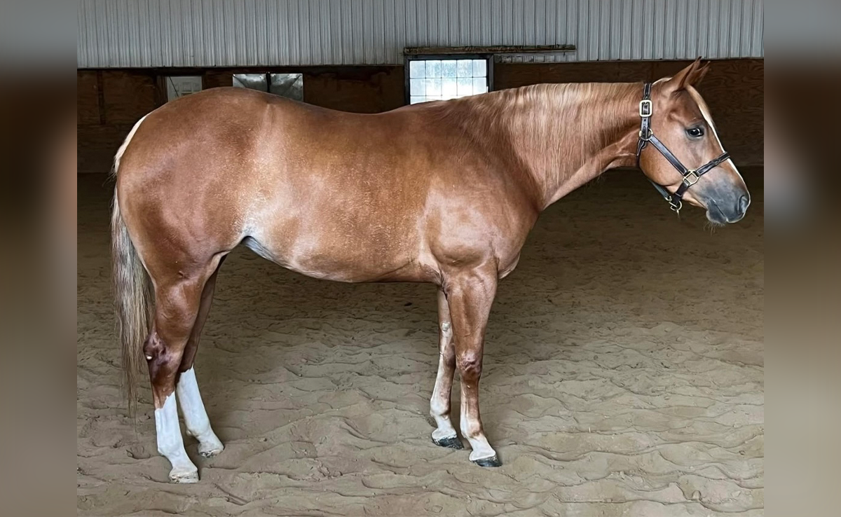 L#4851 Lil Josie Juiced - 2021 Sorrel Mare (Lil Joe Cash x Juiced To ...