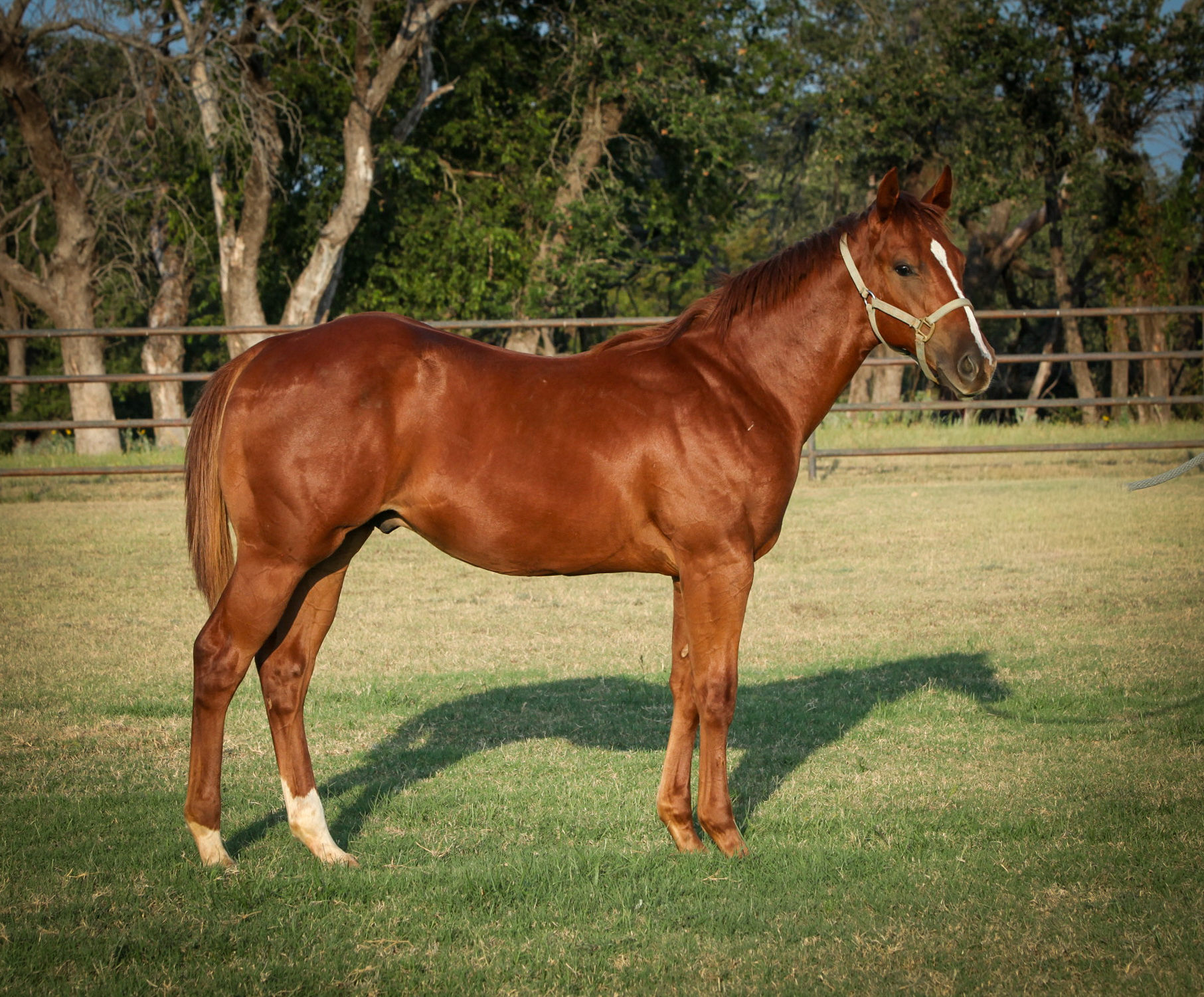 L#4379 Jess Gimme Nachos - 2025 Sorrel Stallion (French Streakin Jess x ...