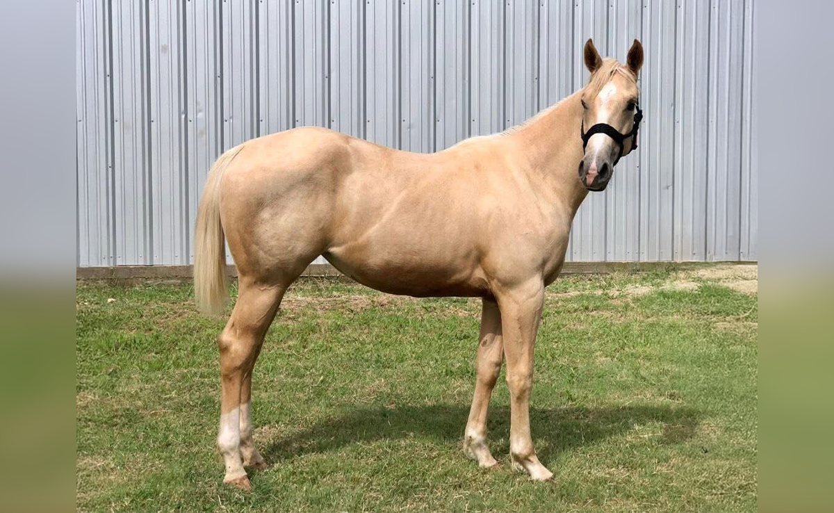 L#2142 Quick Royal Sunshine - 2024 Palomino Mare (Pc Gallant Tully x ...