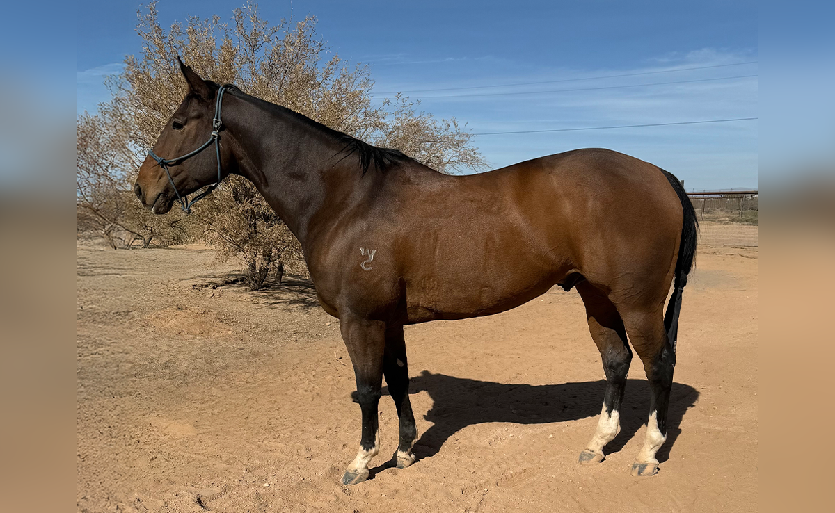 L#5573 Royally Dashing - 2017 Bay Gelding (Tresseis Royal Fame x ...