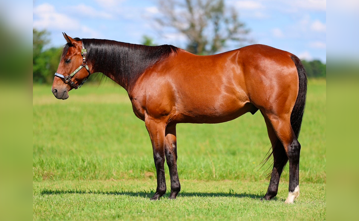 L#3645 Our Dashing Jo - 2010 Bay Gelding (Twanyas Dash x Our Duckling ...