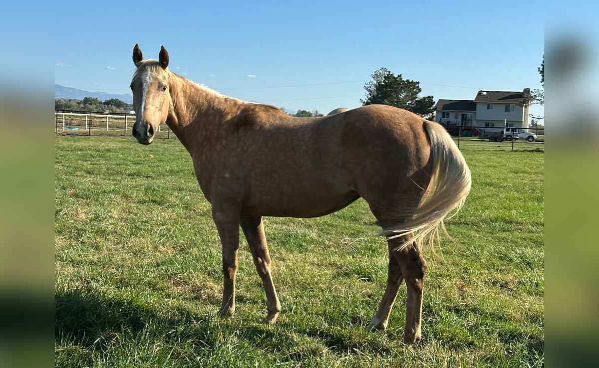 L#4908 Roses For My Alibi - 2023 Palomino Mare (Flingin Roses x ...