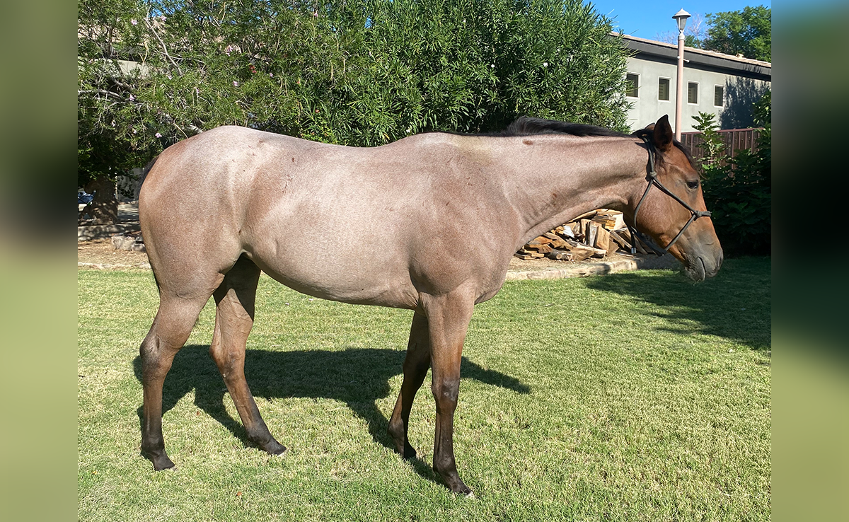 L#4555 A Streak Of Lucky - 2023 Bay Roan Mare (Lucky Wonder Horse x ...