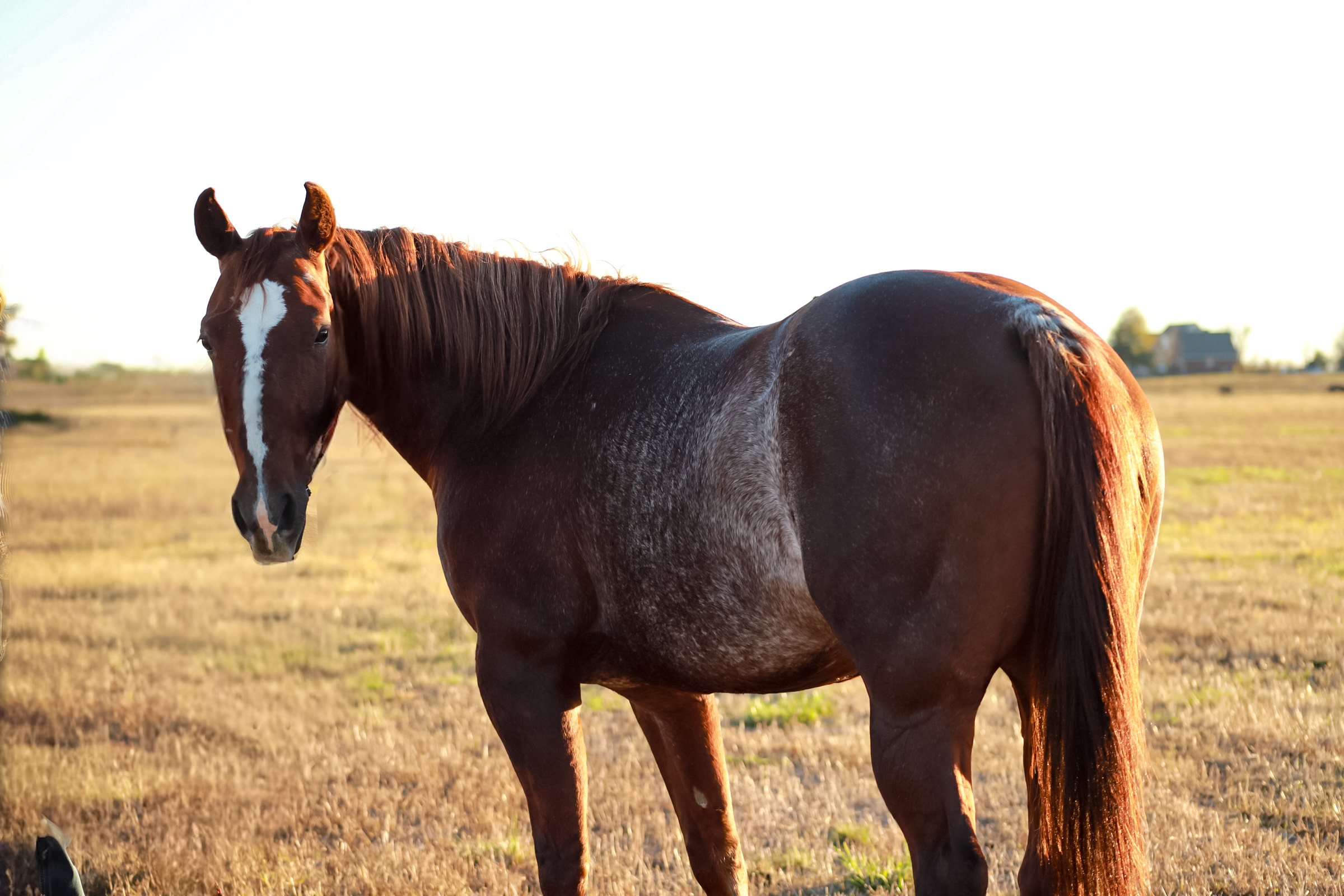 L#2300 Wr Minkolena - 2013 Red Roan Mare (Wr This Cats Smart x ...