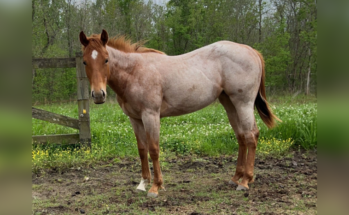L#2610 Sheza Mighty Fling - 2024 Red Roan Mare (Hr Fames Fiery Fling x ...