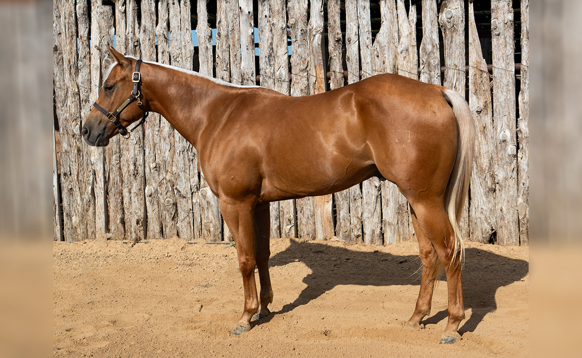 L#3435 High Brow Brown Cat - 2021 Palomino Gelding (Sun Frosted Rocket ...