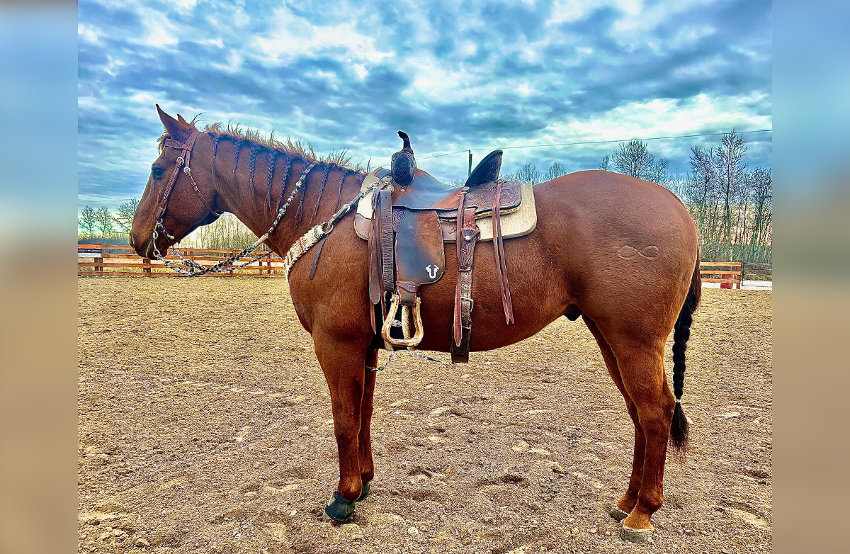 L#1155 Party Of Shu - 2009 Chestnut Gelding (Party Of Six x Racey Shu ...
