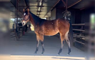 L#1212 Nlj The Watchman - 2024 Blue Roan Stallion (Metallic Malice x ...