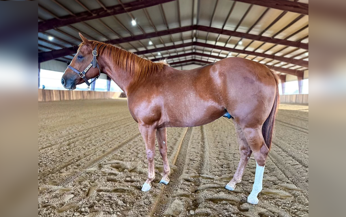 L#1165 Ts Flippin Stinson - 2021 Sorrel Gelding (Eddie Stinson x Flippin Switches, Special ...