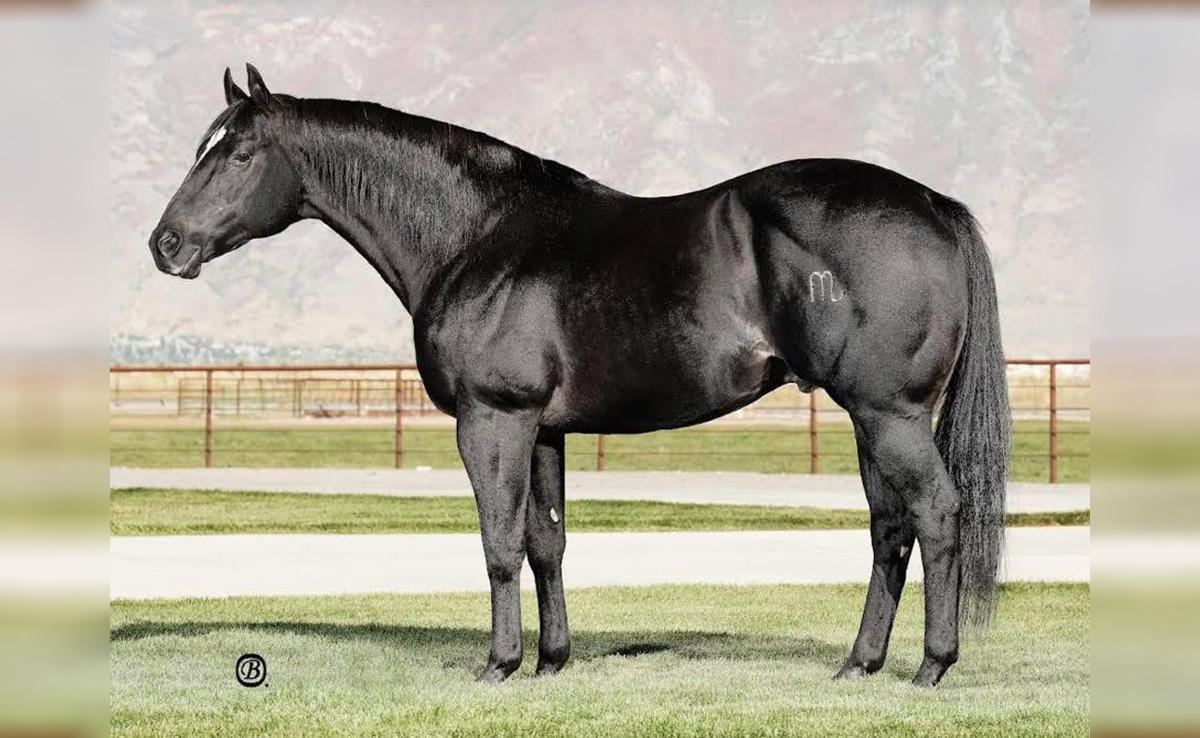 L#4373 Foal In Utero - 2026 (The Goodbye Lane x Shezafirenbully, Bully ...