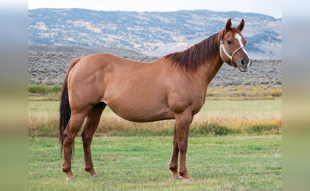 L#4269 Sadies Lassie - 2009 Red Dun Broodmare (Sadies Frosty Drift x ...