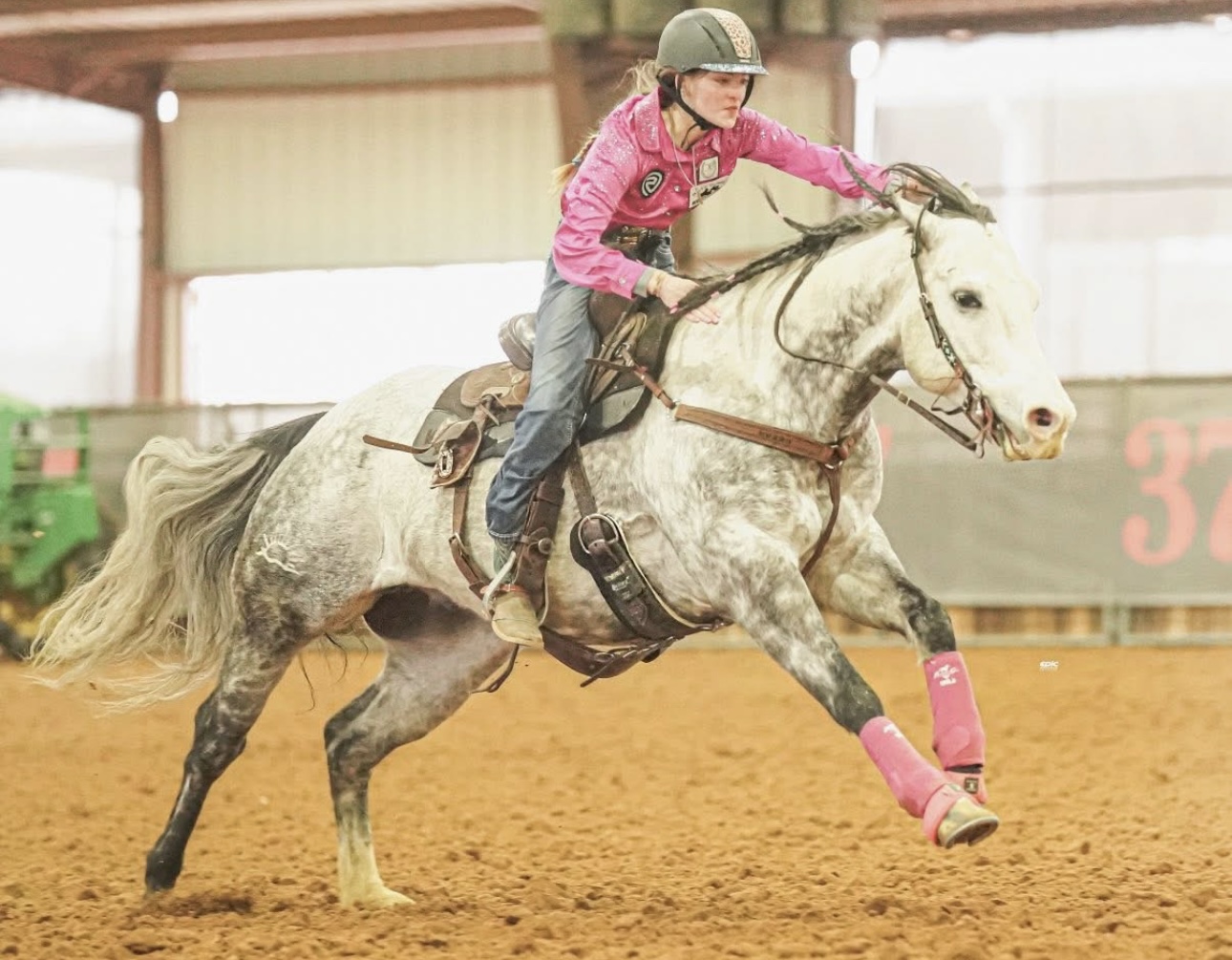 L#4292 Nickelanddashin - 2017 Gray Gelding (Nickster x Belles Lil ...
