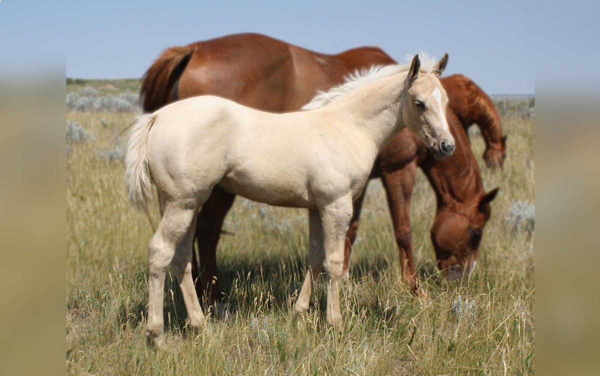 L#1281 Name Pending - 2024 Palomino Mare (Frenchmans Elvis x Mr Bug ...