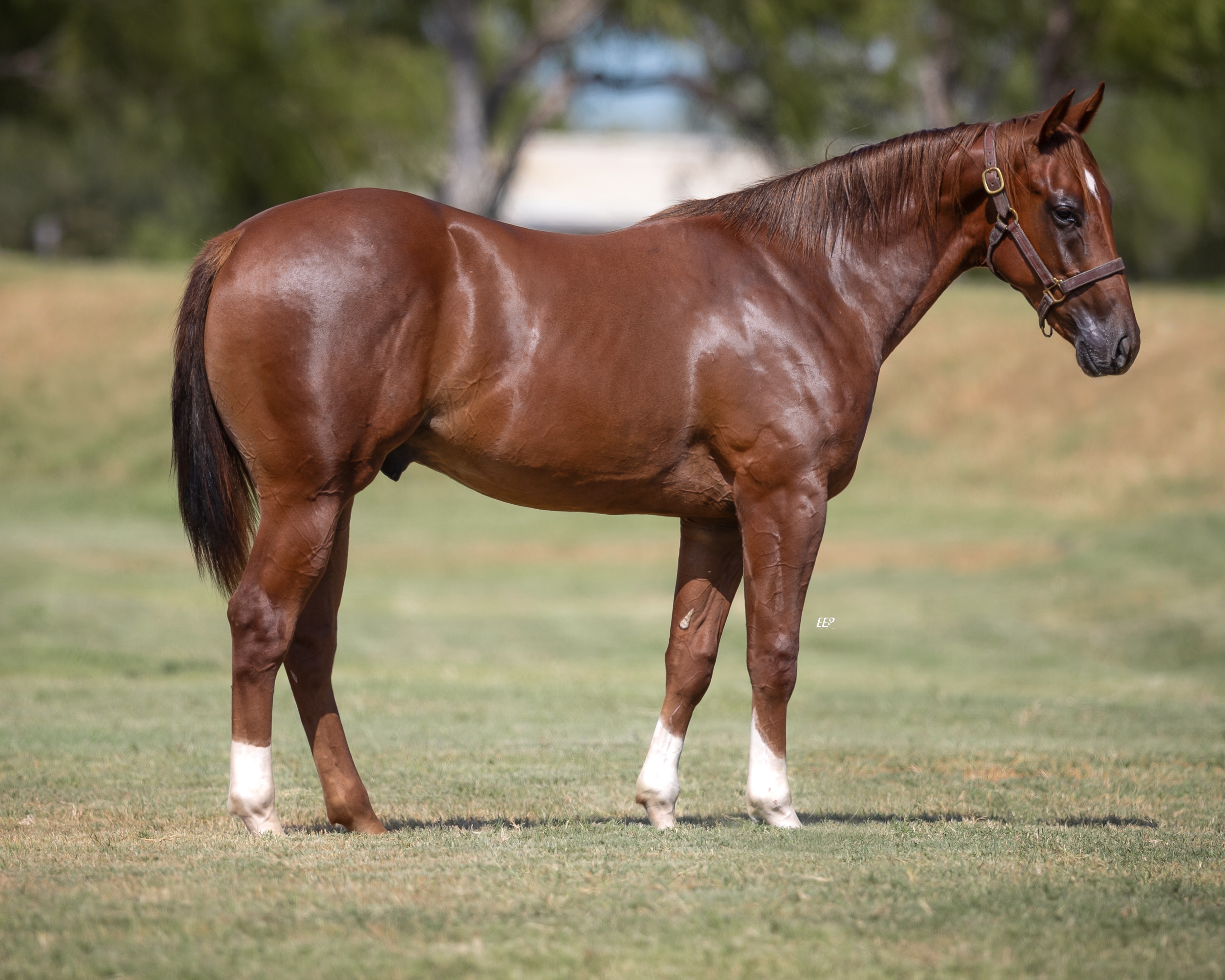 L#4495 Seis On The Run Z - 2024 Sorrel Stallion (Tres Seis x Runnin ...