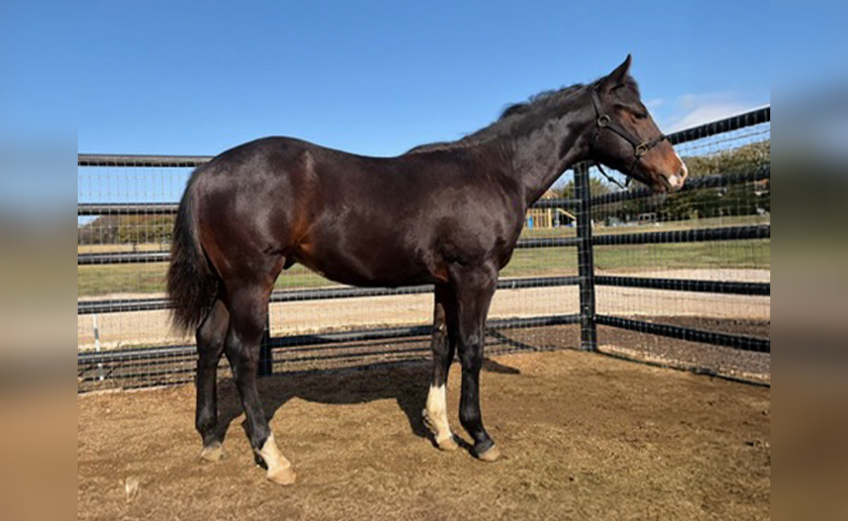 L#5861 RR Mistalighting - 2025 Bay Gelding (RR Mistakelly x White ...