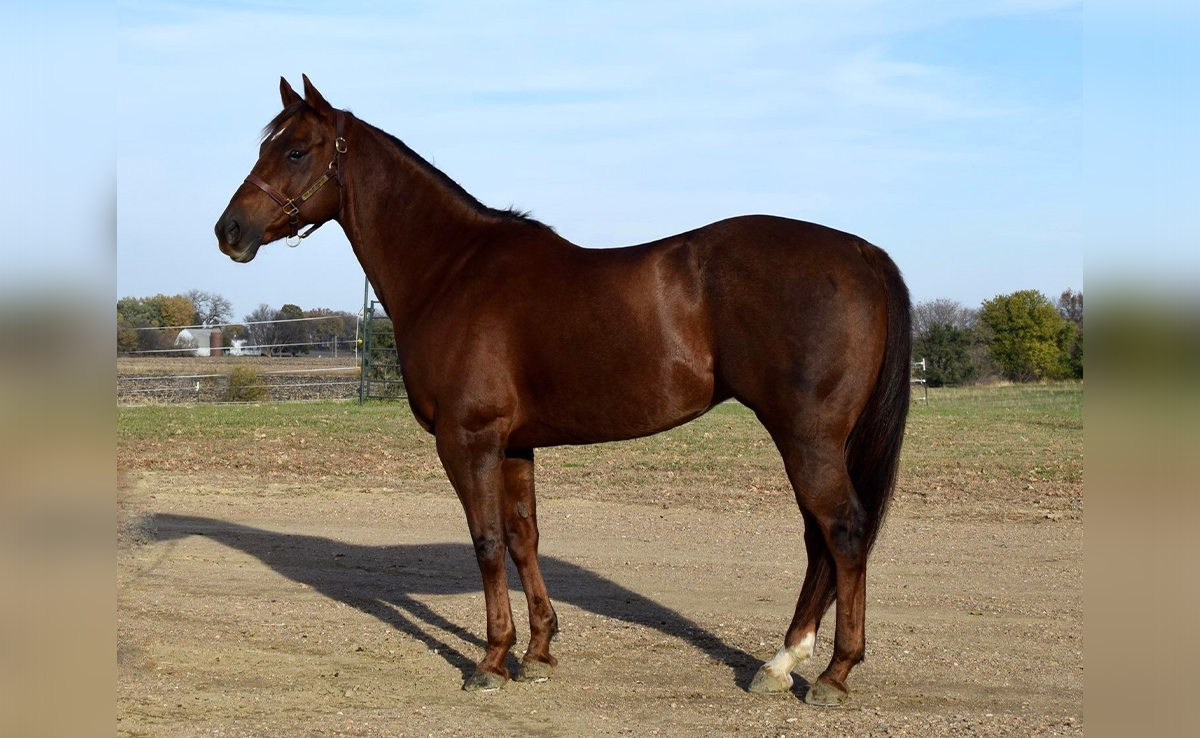 L#5408 Remember Me Seis - 2019 Chestnut Gelding (Tres Seis x Desperate ...