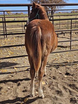 L#5974 Dualin Stars - 2025 Sorrel Stallion (Arc Gunnabeabigstar x Dual ...