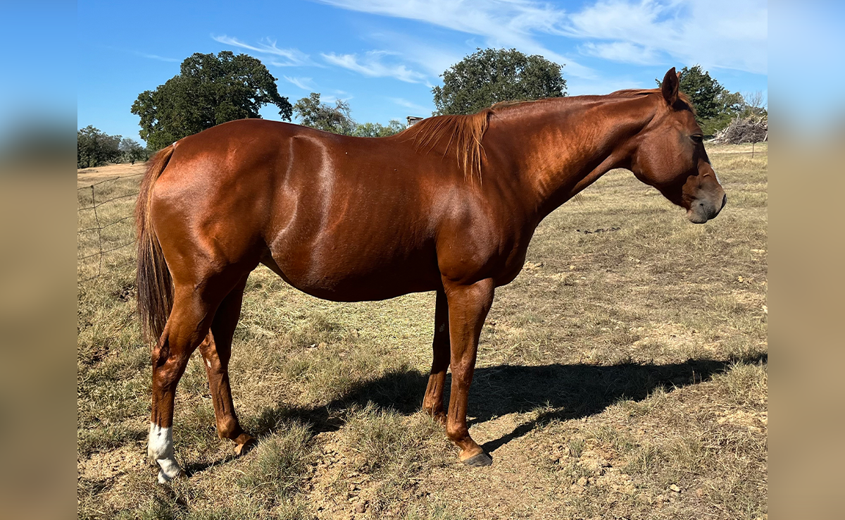 L#5359 Rtf A Natural Stoli - 2012 Sorrel Broodmare (Stoli My Heart x Natural Special, Special ...