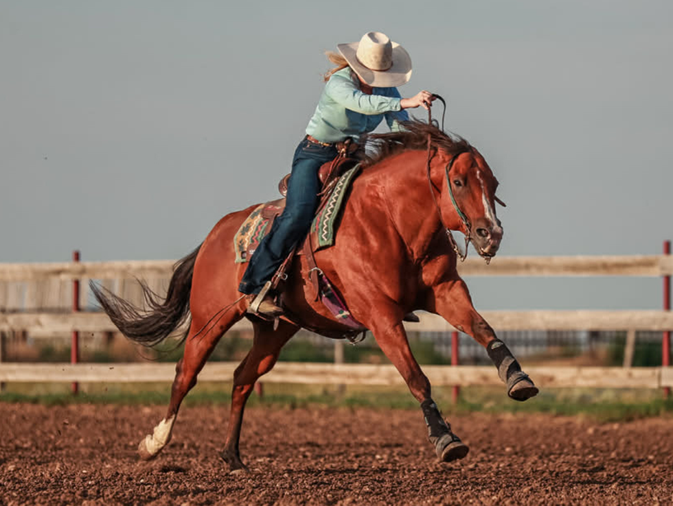 L#6127 Leos Bug Boy - 2010 Bay Gelding (Shawne Bug Leo x Boy Gene ...