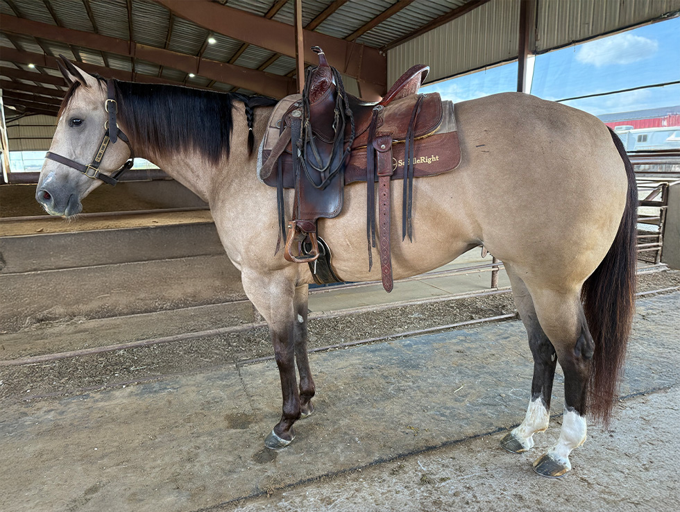 L#6102 Km Down Fantasy Lane - 2021 Buckskin Mare (The Goodbye Lane x Km ...