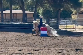L#1465 Smooth Tres Seis - 2019 Palomino Gelding (My Smooth Frenchman x ...