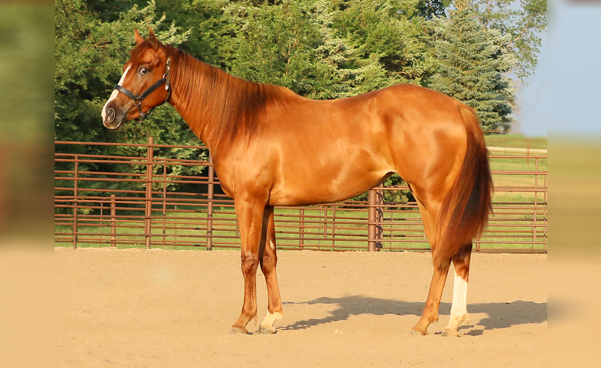 L#4759 Novodkaformeguys - 2023 Sorrel Mare (Triple Vodka x Watch Me ...