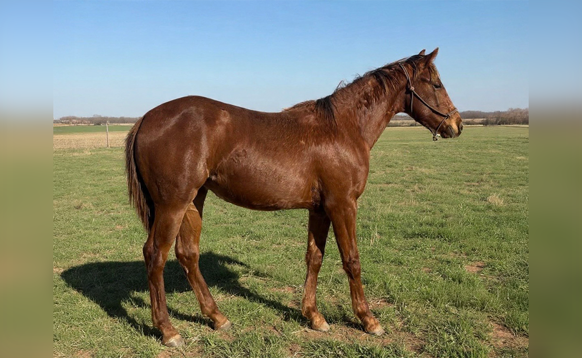 L#5919 Habanerro - 2025 Sorrel Mare (Jaguarr x Pepto Solution ...