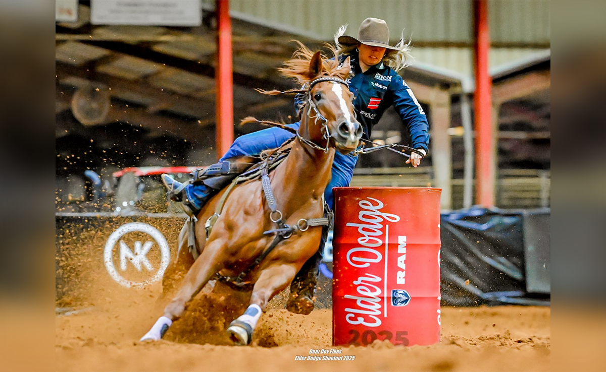 L#5942 An Epic Breeze - 2020 Sorrel Mare (Epic Leader x Enchanting ...