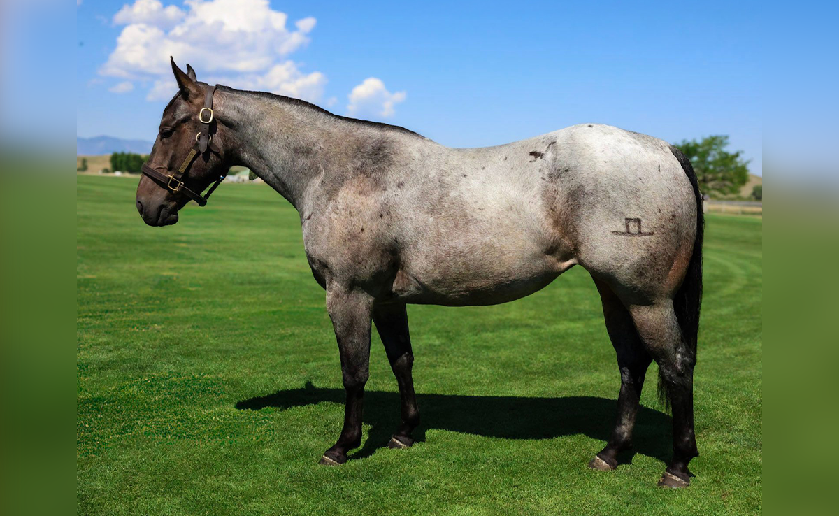 L#5402 Mint - 2022 Blue Roan Broodmare (Hashtags x Teaze, One Time ...