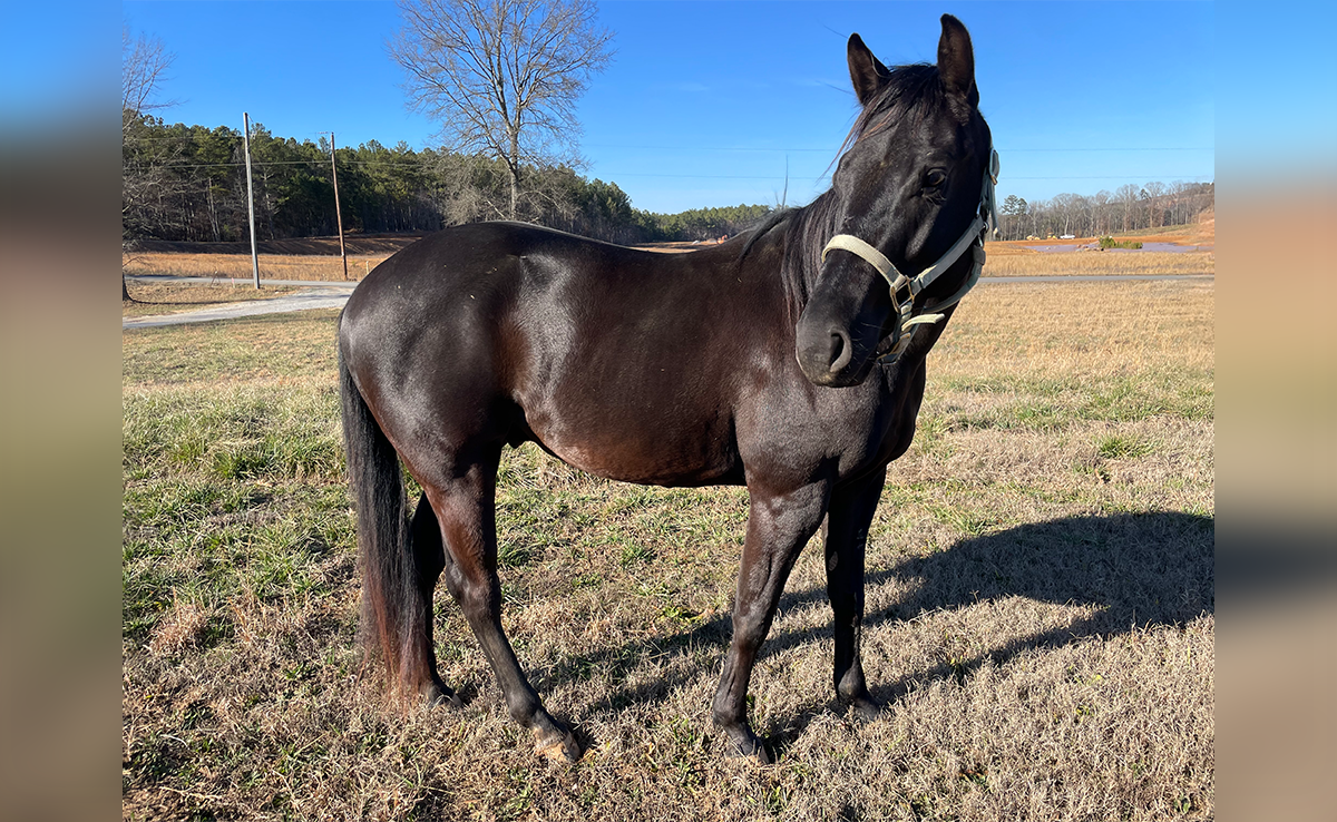 L#2484 Frenchman’s Draco - 2022 Black Gelding (Frenchman’s Stik x Docen ...