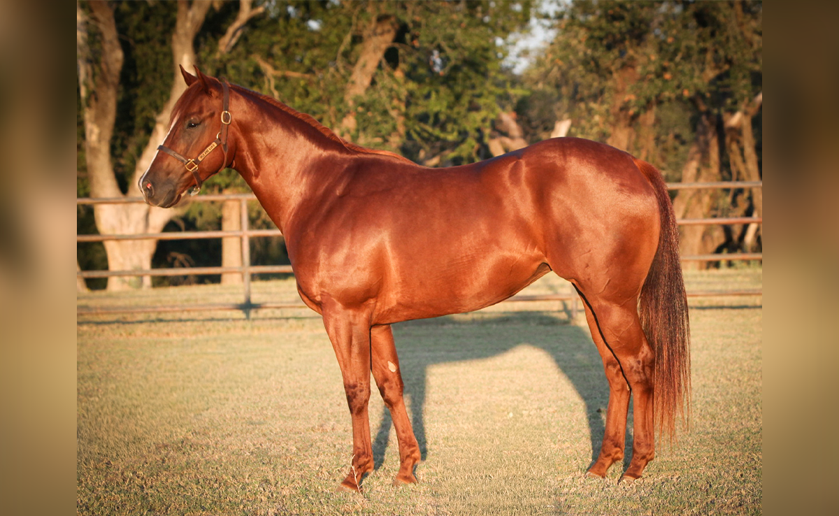 L#4879 Epic Heartbreak - 2021 Sorrel Broodmare (Epic Leader x Mended ...