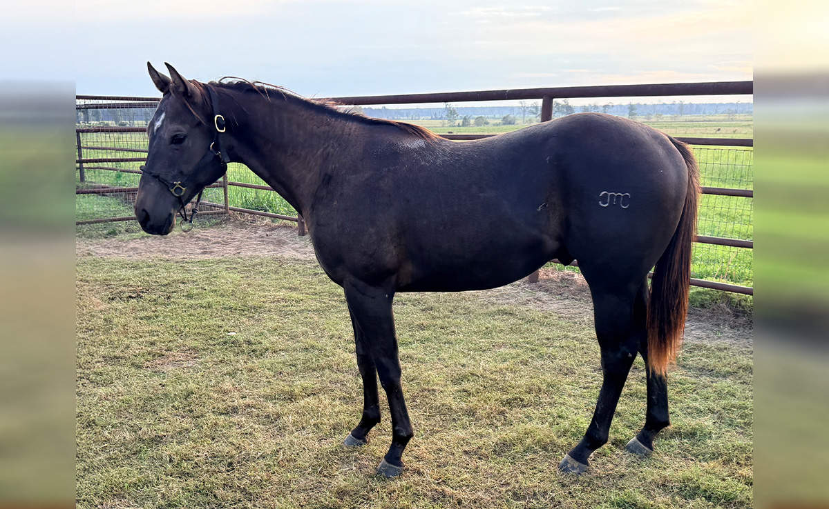 L#5134 Gleaux - 2024 Brown Stallion (Famous Sierra x She's Got Bugs ...