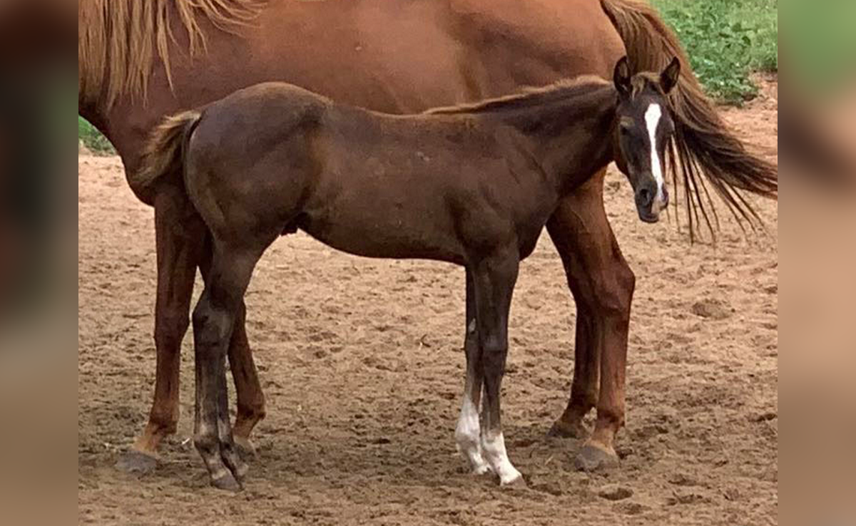 L#1820 Name Pending - 2025 Sorrel Stallion (The Goodbye Lane x Shes ...