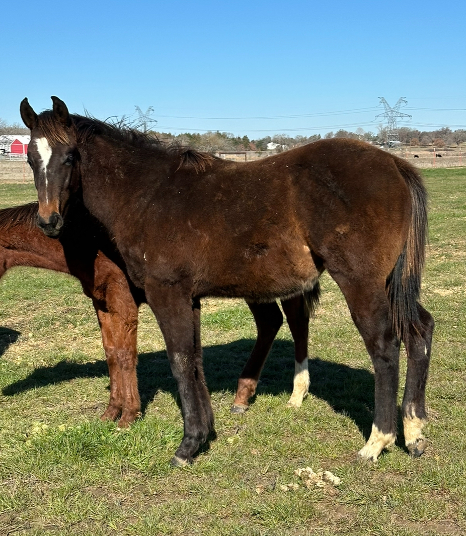 L#1022 Name Pending - 2023 Brown Stallion (Ms Trucoseix x Sheza Painted ...