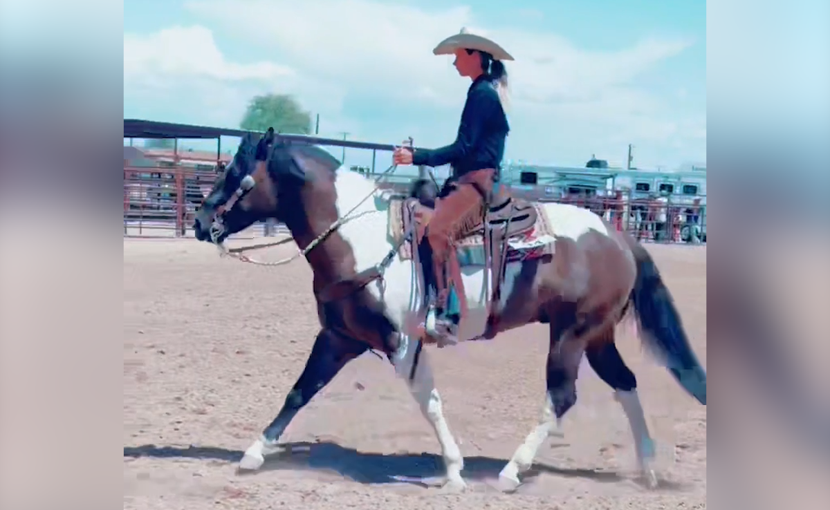 L#5073 Little Lenas Wrangler - 2020 Paint Stallion (Painted By ...