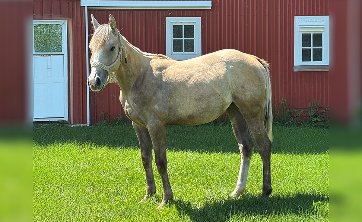 L#3626 Bb Illuminated Luck - 2024 Palomino Mare (Lucky Wonder Horse x ...