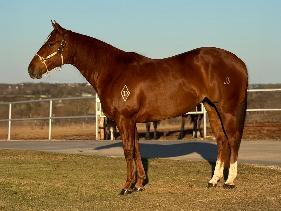 L#6267 Jetto Made Me Epic - 2020 Sorrel Mare (Epic Leader x Jet O Red ...