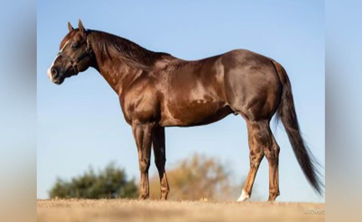 L#5697 This Fame Is On Fire - 2012 Chestnut Stallion (Fire Water Flit x ...